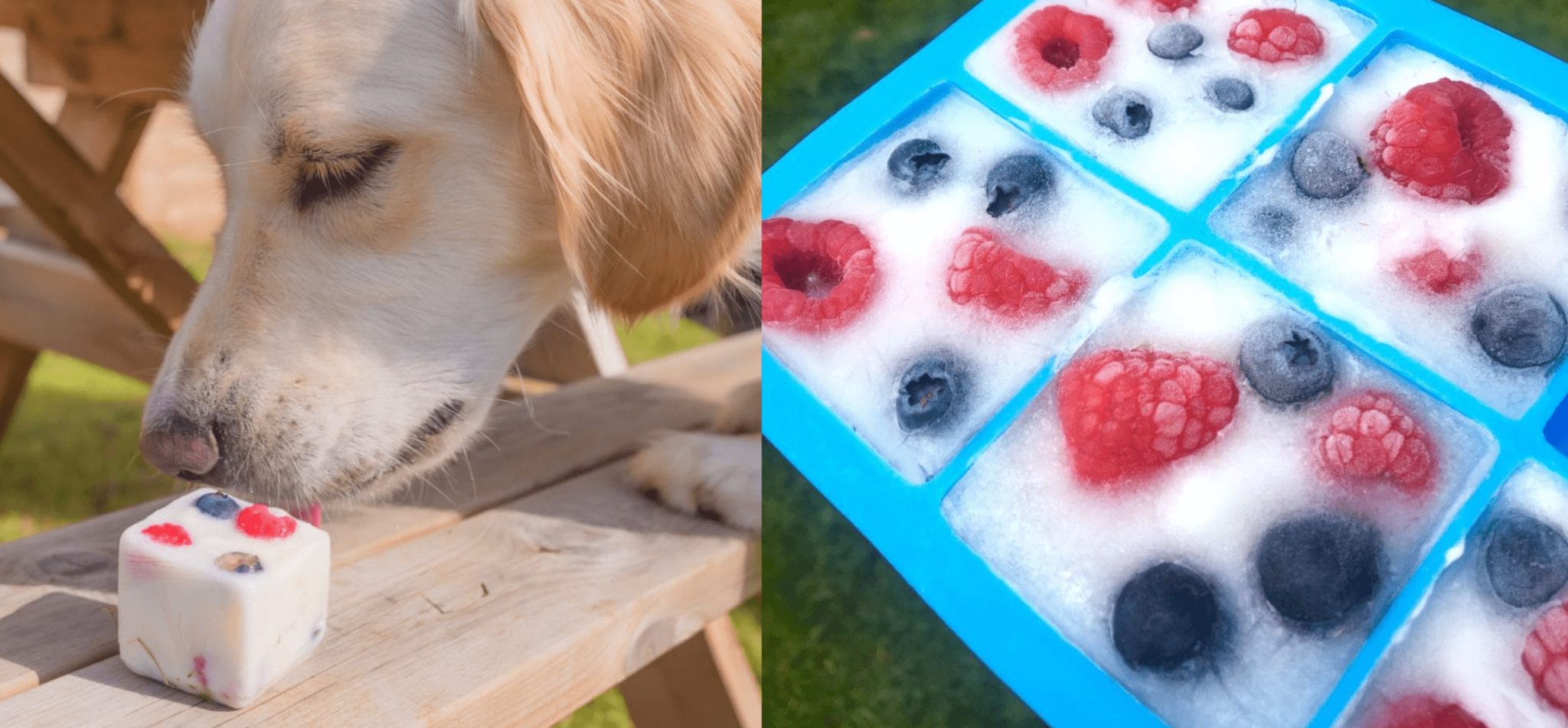 Gör frysta och fruktiga godisbitar till din hund - Omletbloggen Sverige
